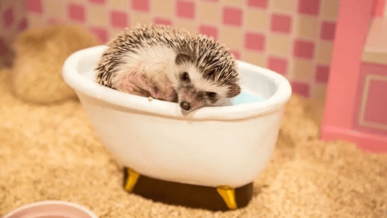 15 extremely cute animal cafes in Tokyo - Wa