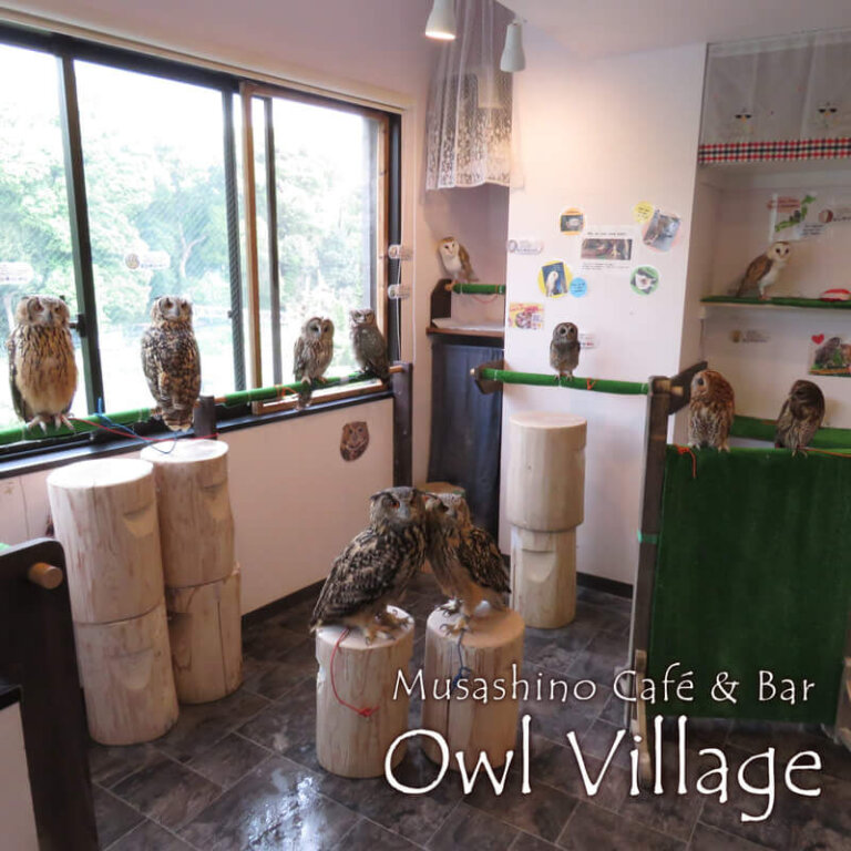 15 extremely cute animal cafes in Tokyo - Wa