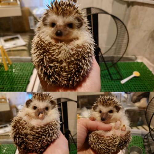 15 extremely cute animal cafes in Tokyo - Wa