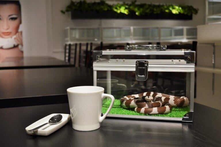 東京のおすすめ動物カフェ15選 - Wa